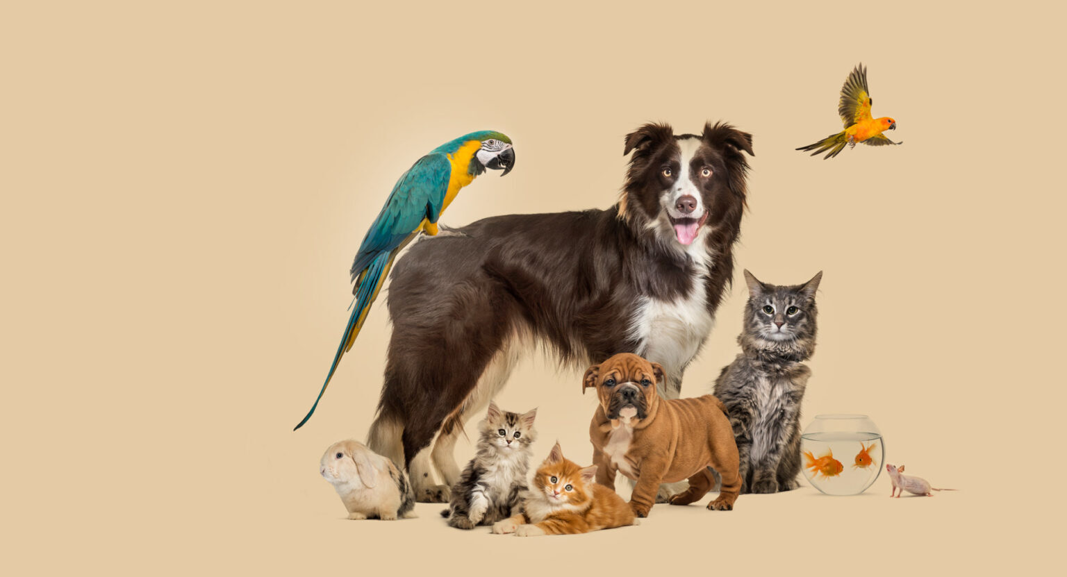 Pick a pet - Metropol