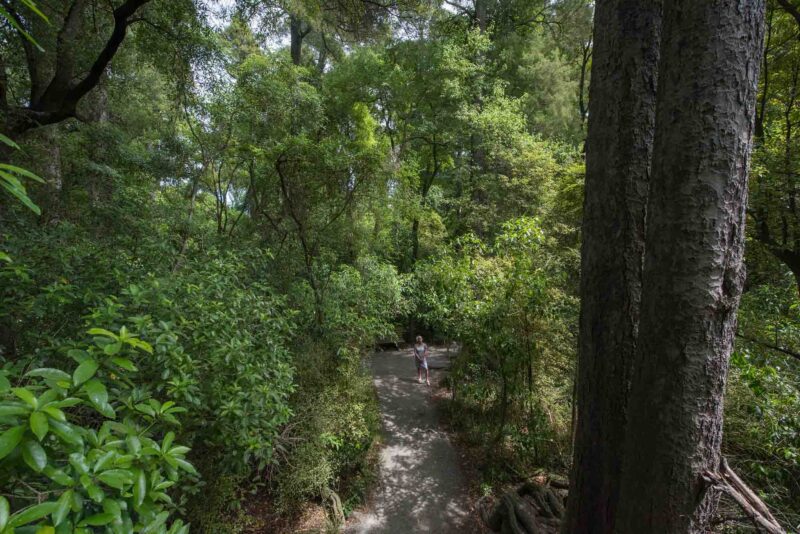 Precious heritage: Riccarton Bush Trust - Metropol