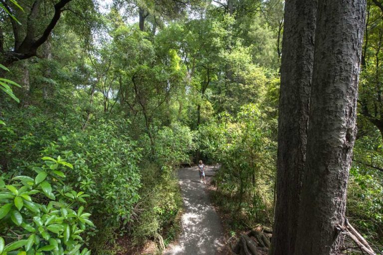 A cherished heritage site: Riccarton House and Bush Enhancement project ...
