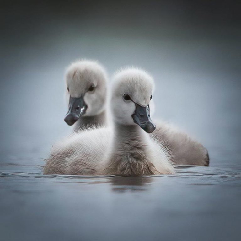 Flying high with Paul Francis - Metropol