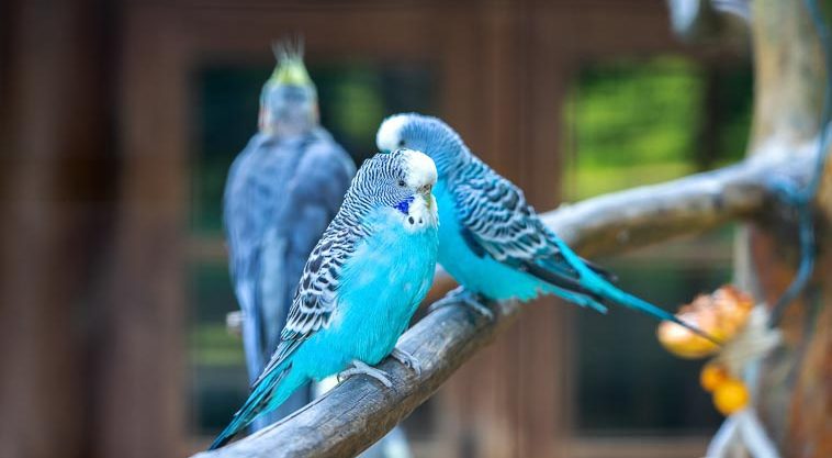 All eyes on the avairy - Metropol