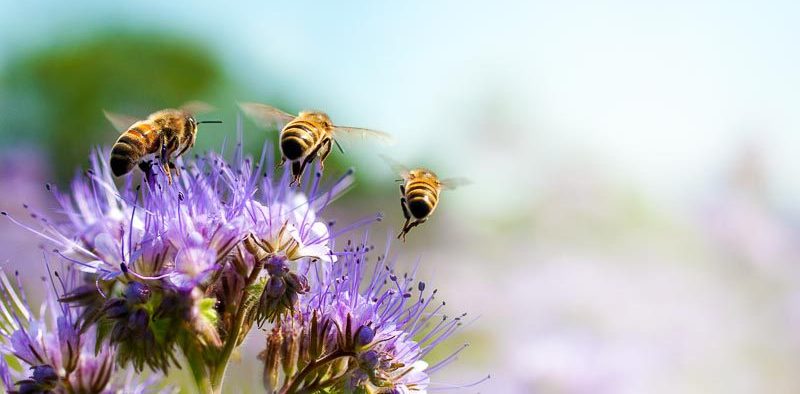 Look after our bees - Metropol