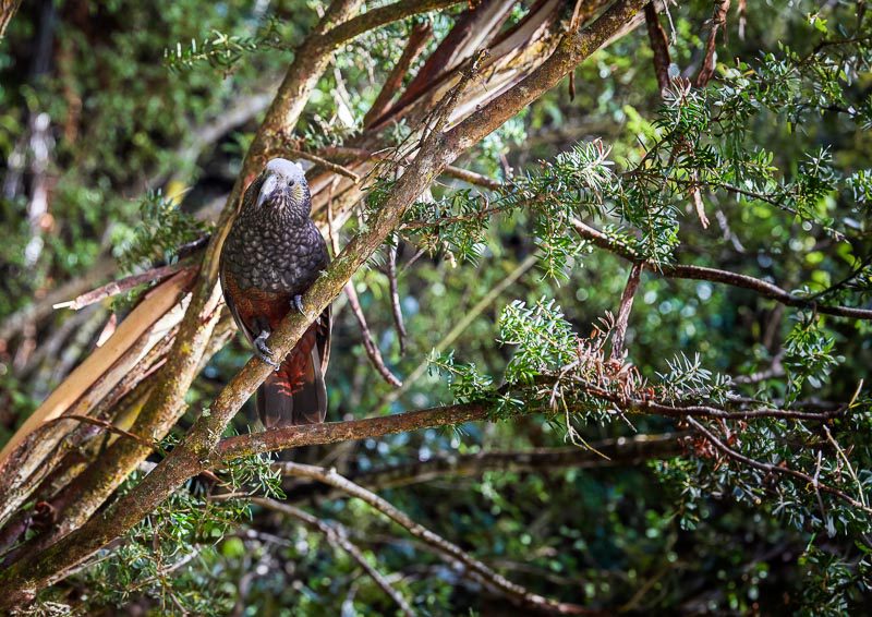 Bird spotting in Hanmer - Metropol