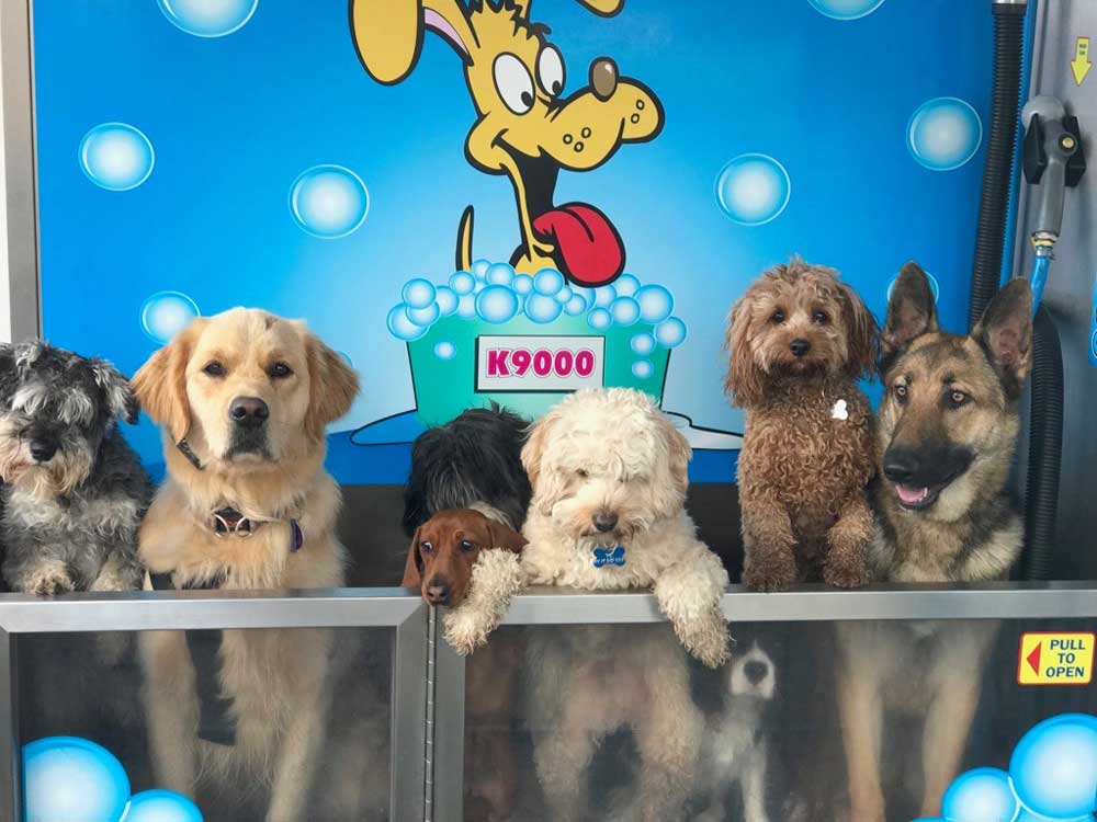 Clean paws, happy dogs: K9000 Dog Wash - Metropol