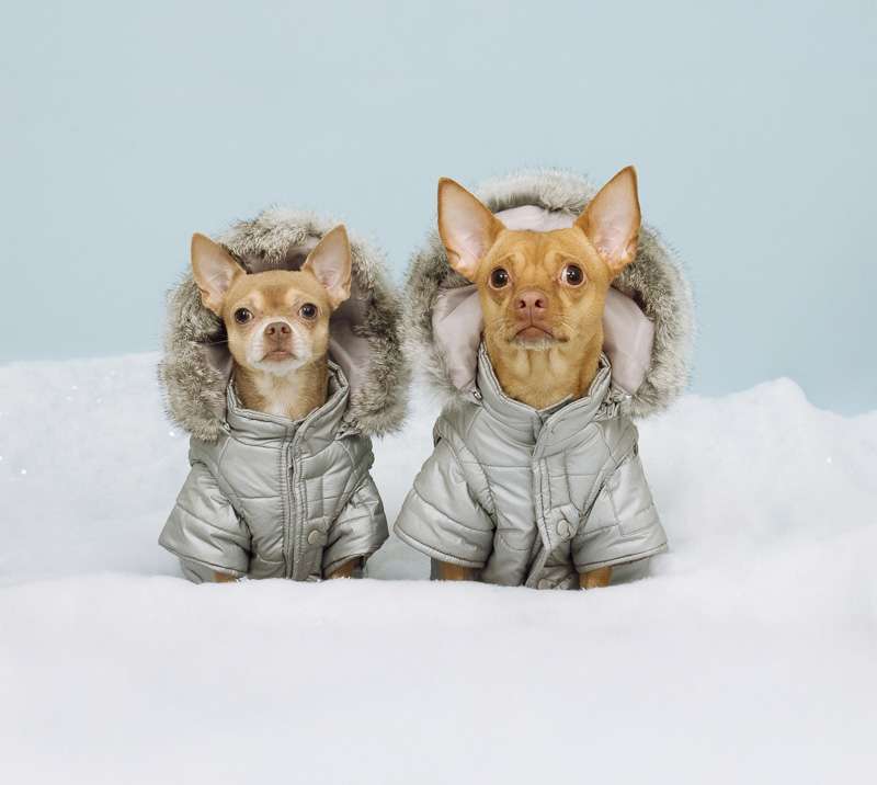 The snuggle is real: Protecting pets in winter - Metropol